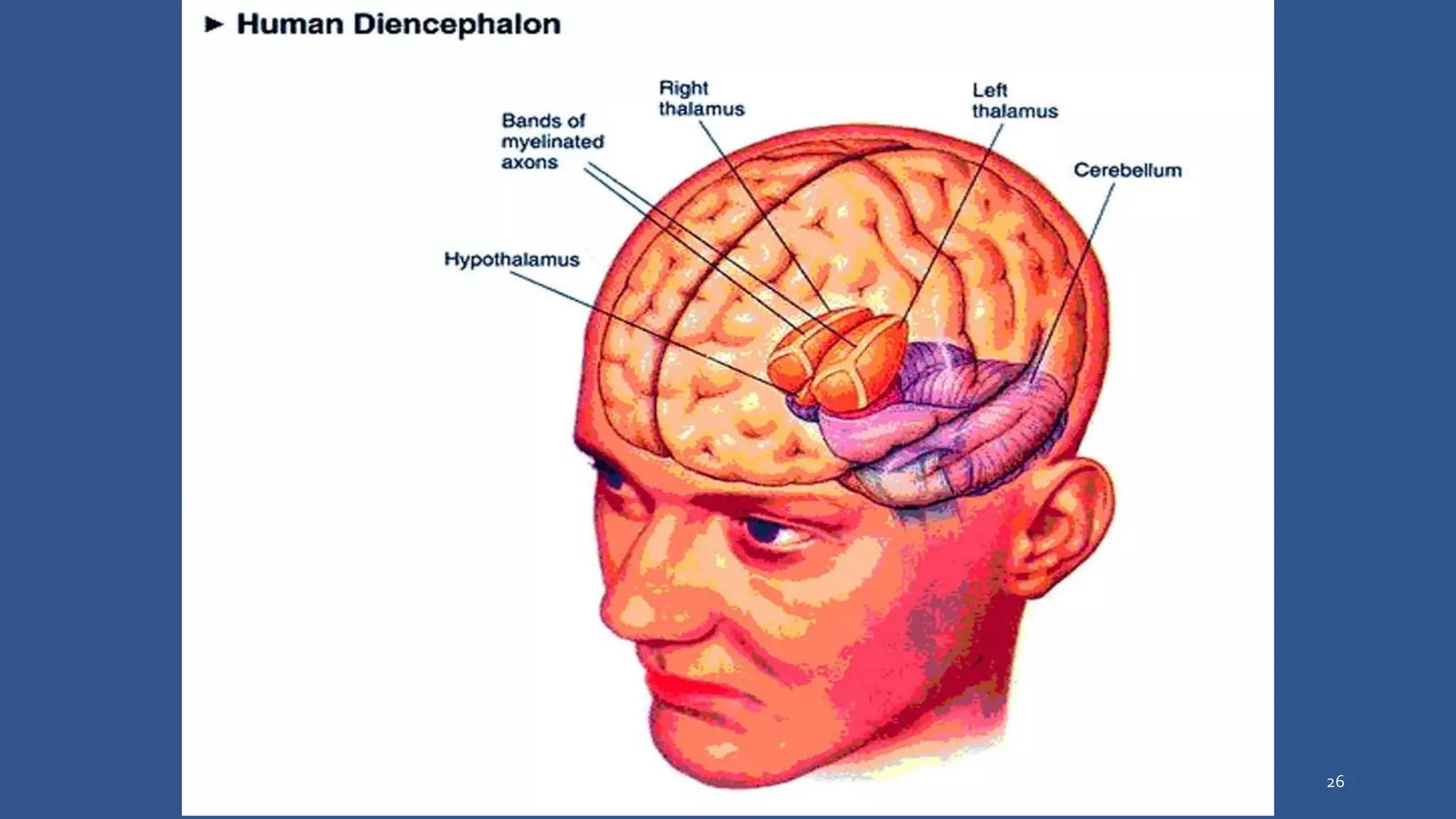 Brain anatomy and it relationship with behavior | PPTX