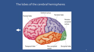 Brain anatomy and it relationship with behavior | PPTX