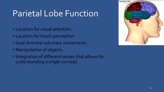 Brain anatomy and it relationship with behavior | PPTX
