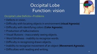 Brain anatomy and it relationship with behavior | PPTX