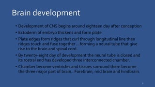 Brain anatomy and it relationship with behavior | PPTX
