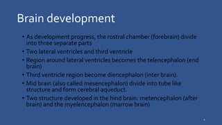Brain anatomy and it relationship with behavior | PPTX