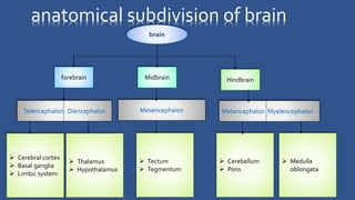 Brain anatomy and it relationship with behavior | PPTX