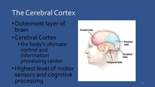 Brain anatomy and it relationship with behavior | PPTX