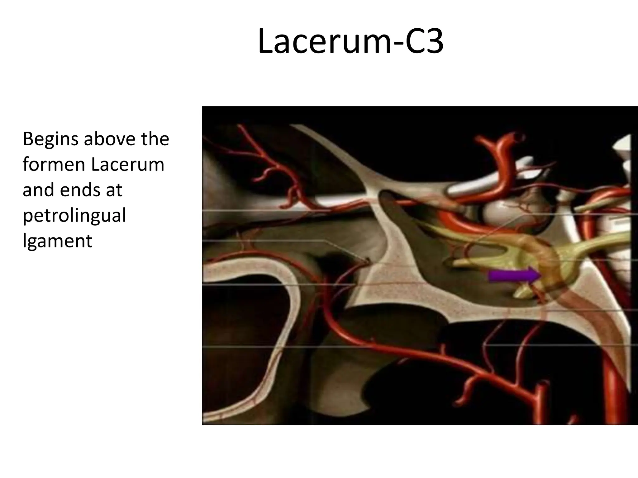 brain anatomy and vascular supply.pptx