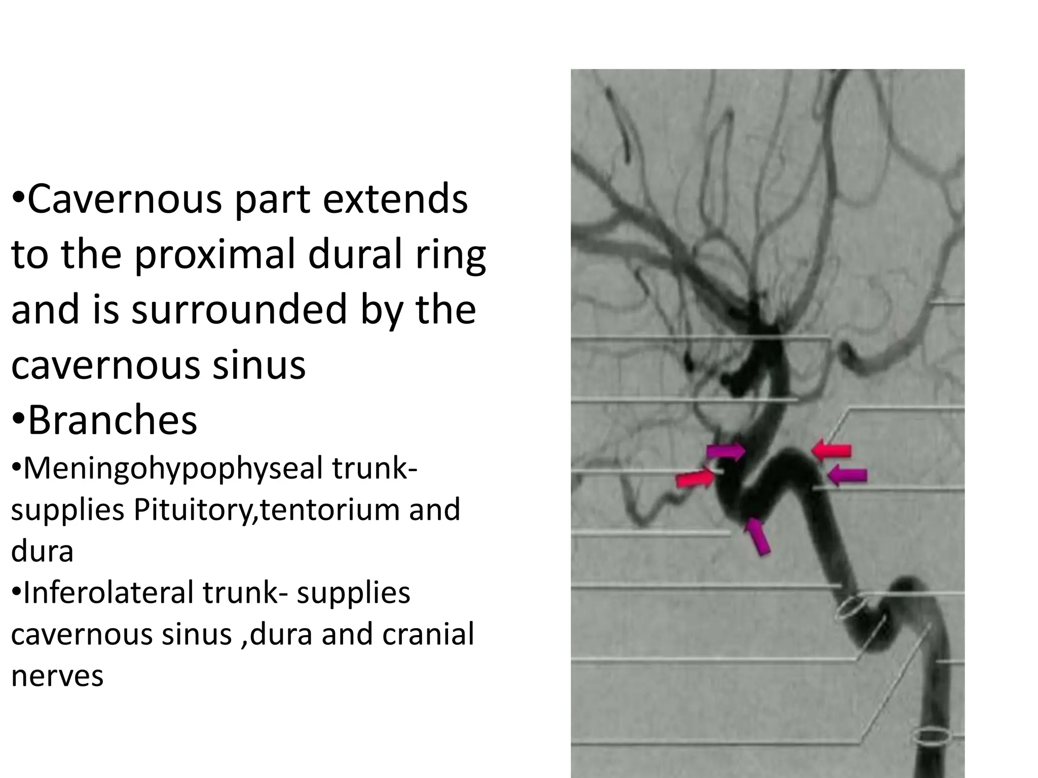 brain anatomy and vascular supply.pptx