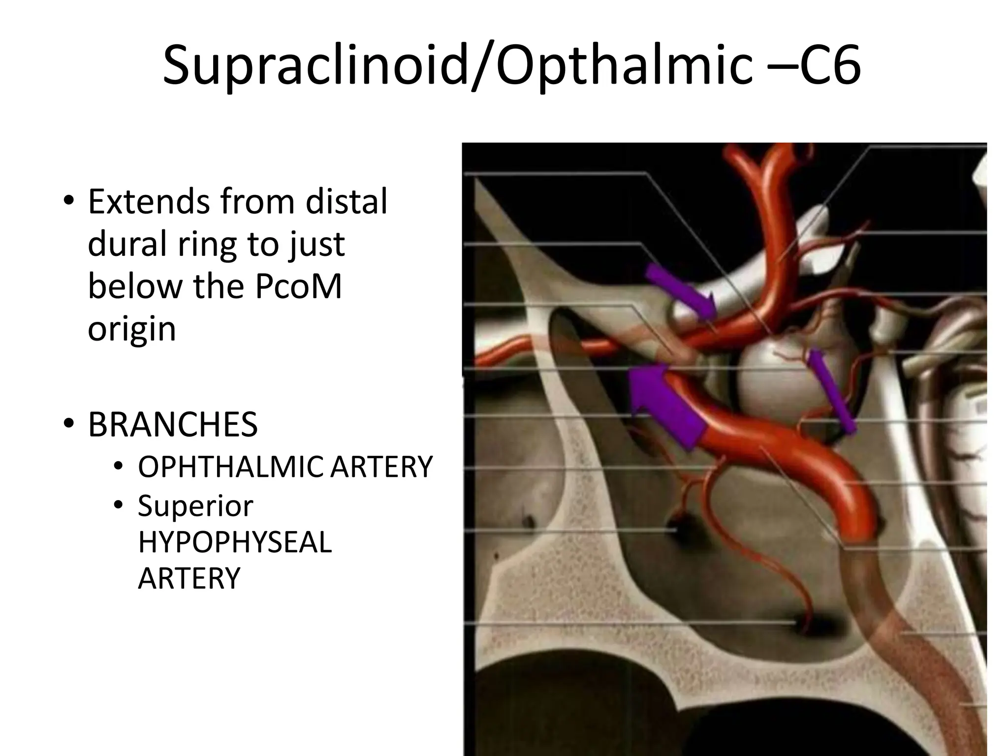 brain anatomy and vascular supply.pptx