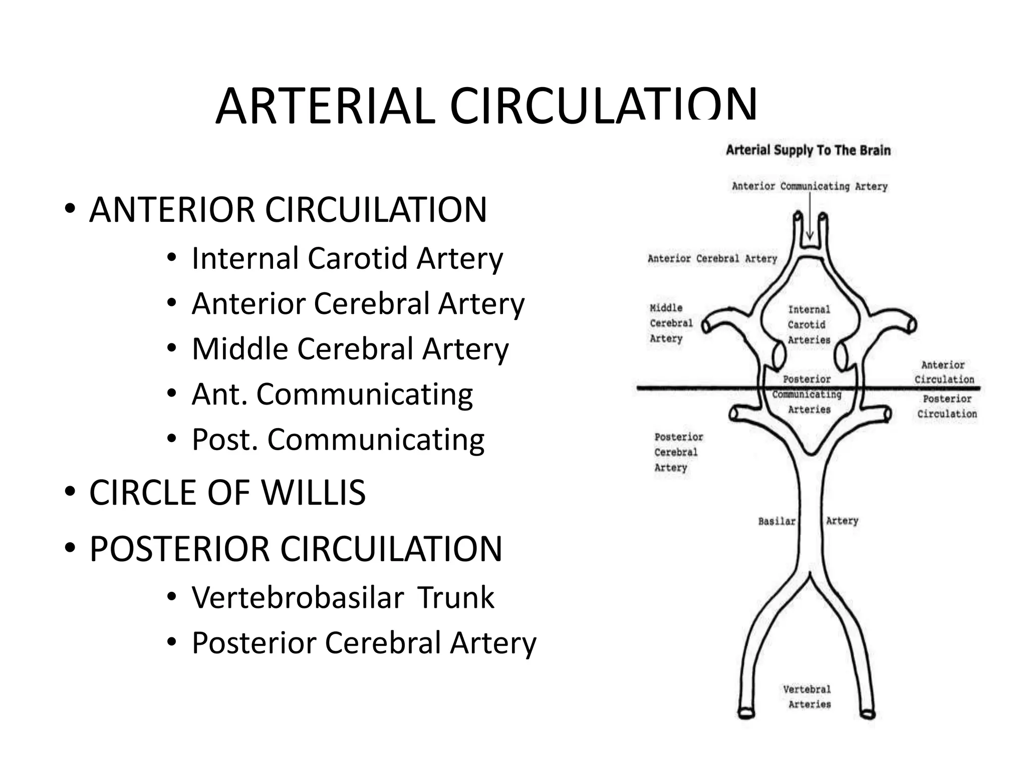 brain anatomy and vascular supply.pptx