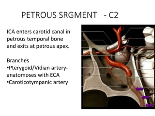 brain anatomy and vascular supply.pptx