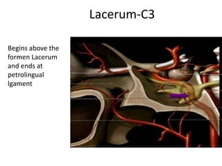 brain anatomy and vascular supply.pptx
