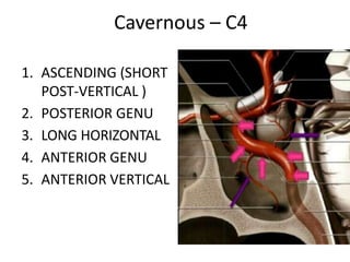 brain anatomy and vascular supply.pptx