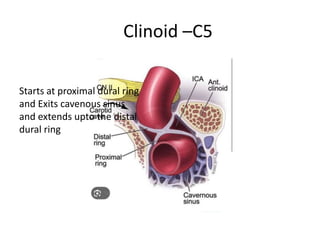 brain anatomy and vascular supply.pptx | Death, Injury, or Military ...