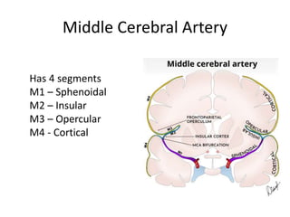 brain anatomy and vascular supply.pptx | Death, Injury, or Military ...