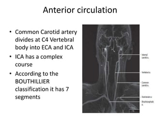 brain anatomy and vascular supply.pptx | Death, Injury, or Military ...