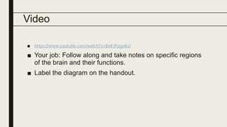 Brain anatomy lesson | PPT