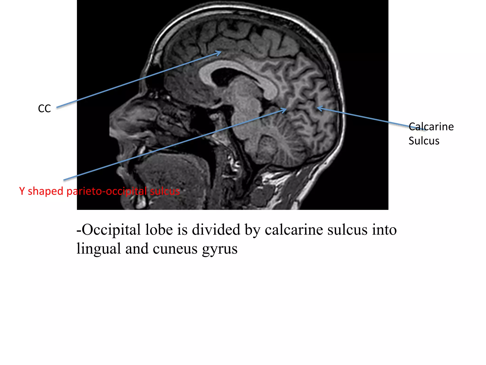 Brain anatomy new | PDF