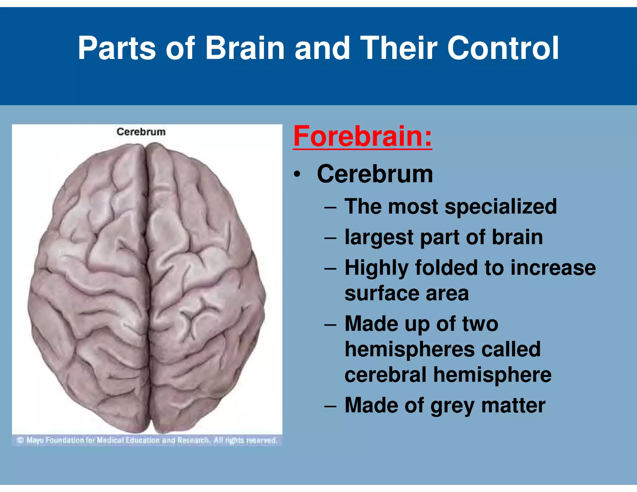 Brain anatomy on ct & amp; mri | PDF