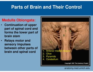 Brain anatomy on ct & amp; mri | PDF