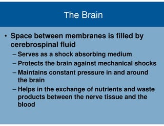 Brain anatomy on ct & amp; mri | PDF