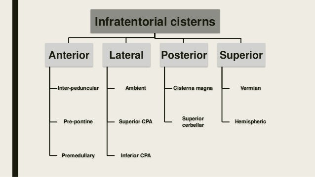 Brain anatomy (part 3)