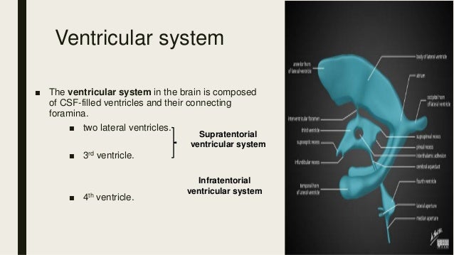 Brain anatomy (part 3)