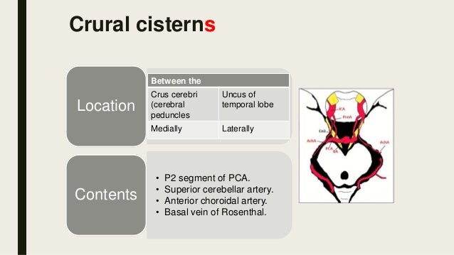 Brain anatomy (part 3)