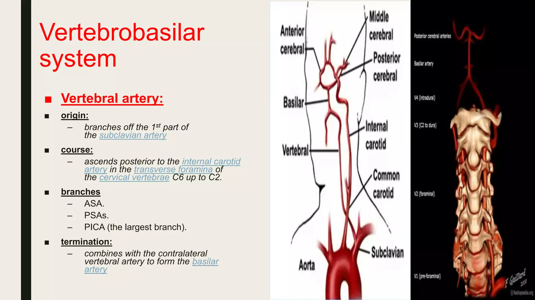 Brain anatomy (part 4) | PPTX