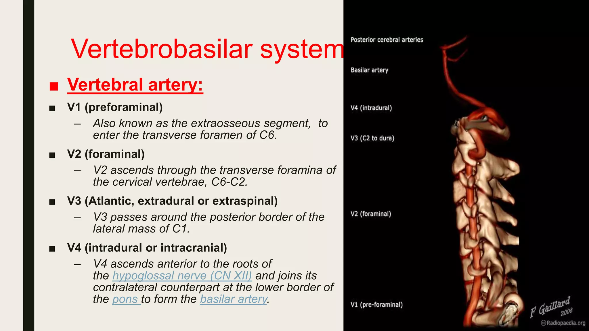 Brain anatomy (part 4) | PPTX