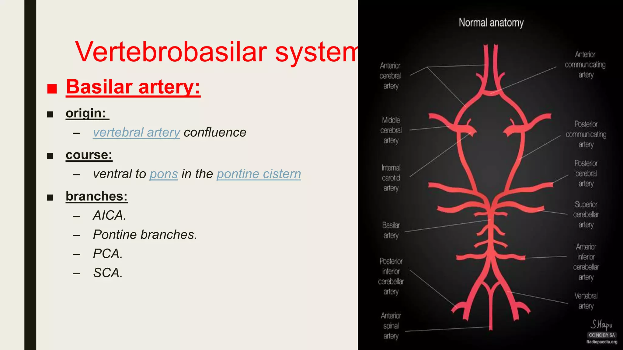 Brain anatomy (part 4) | PPTX