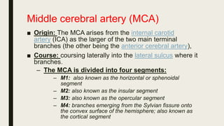 Brain anatomy (part 4) | PPTX