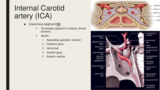 Brain anatomy (part 4)