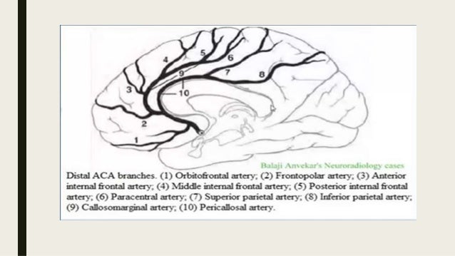 Sca Brain Anatomy