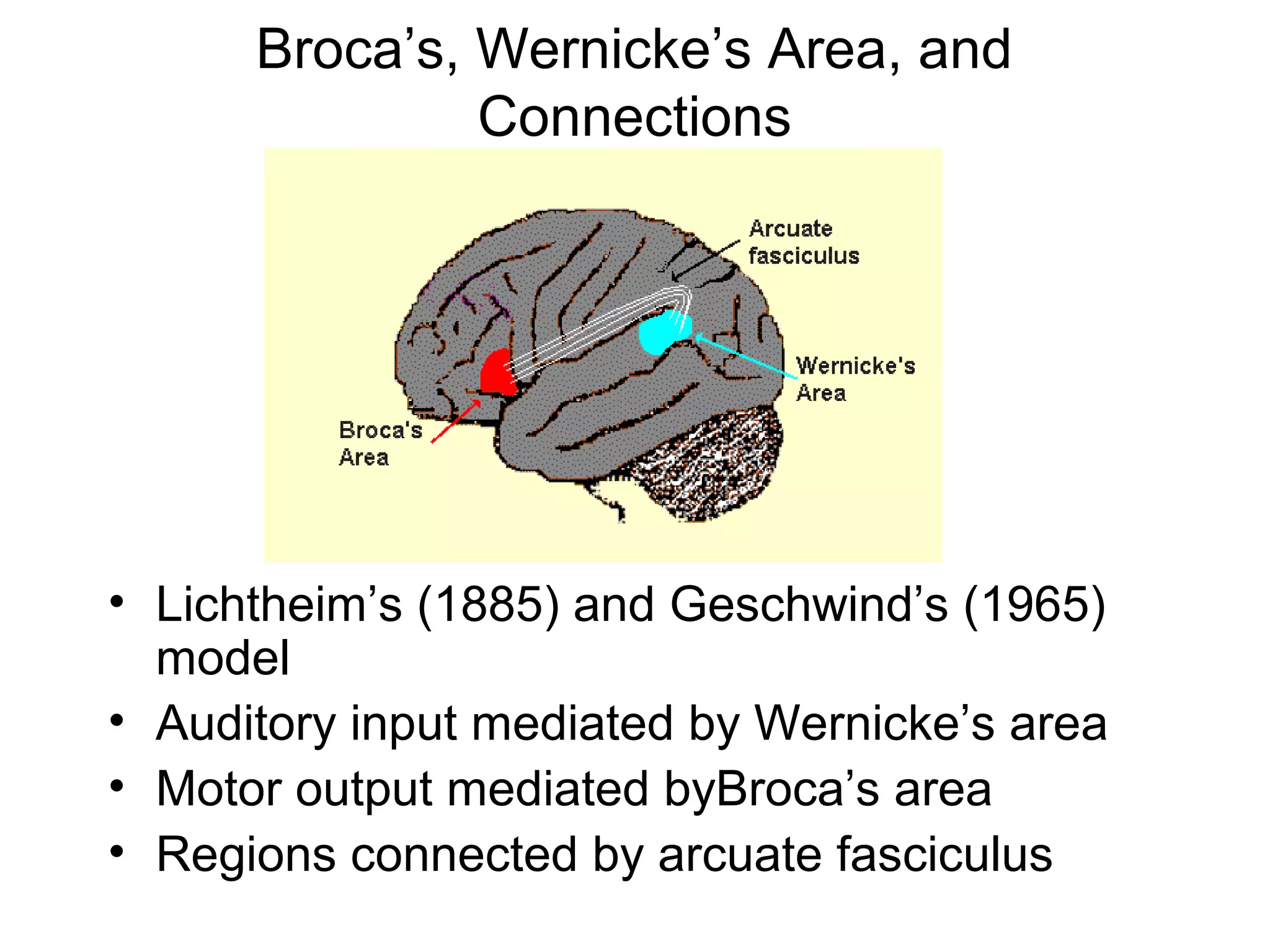 Brain And Aphasia | PPT