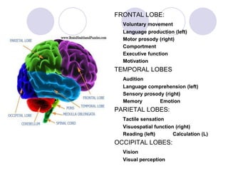 Brain And Behavior | PPTX