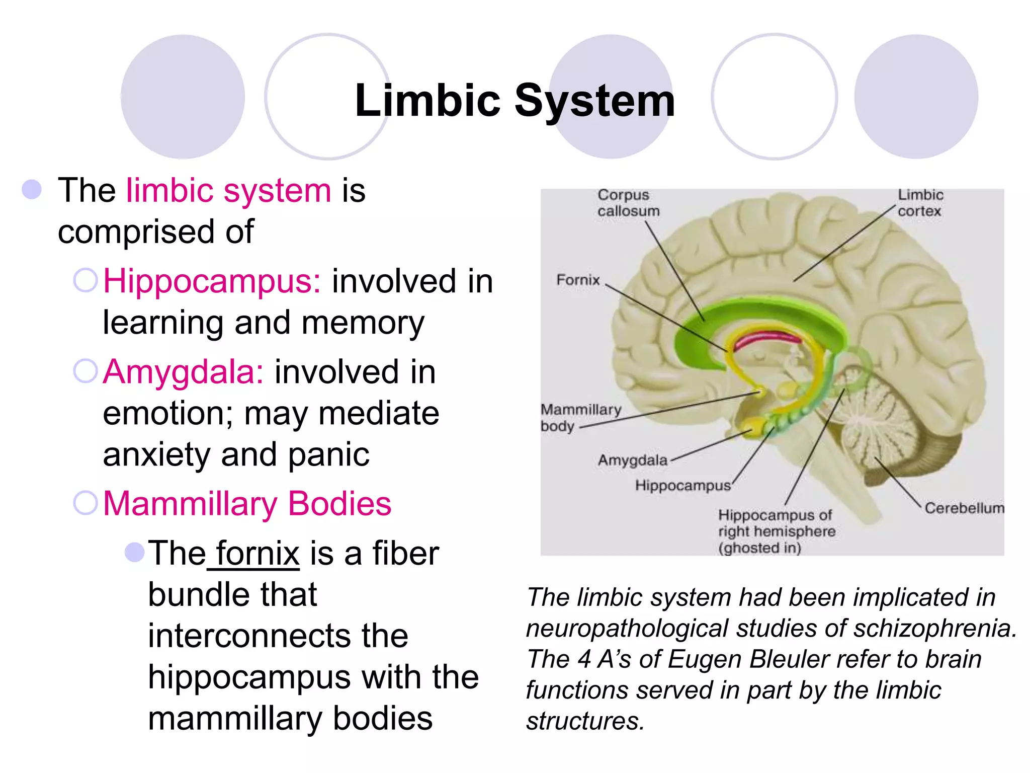 Brain And Behavior | PPTX