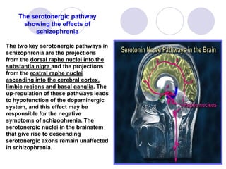 Brain And Behavior | PPTX