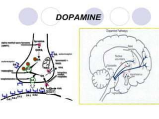 brain and behaviour.pptxhhhyajwiegsjsosh | PPTX