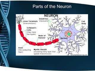 Brain and behaviour dr vbk | PPT