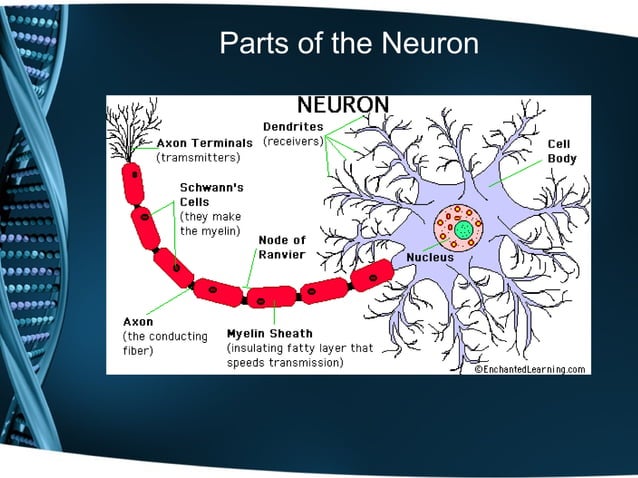 Brain and behaviour dr vbk | PPT | Brain and Nervous System Disorders | Diseases and Conditions