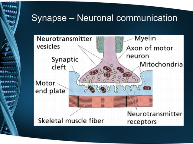 Brain and behaviour dr vbk | PPT | Brain and Nervous System Disorders | Diseases and Conditions