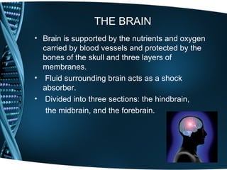 Brain and behaviour dr vbk | PPT