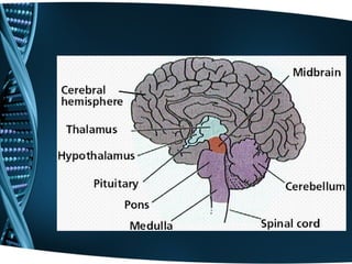 Brain and behaviour dr vbk | PPT