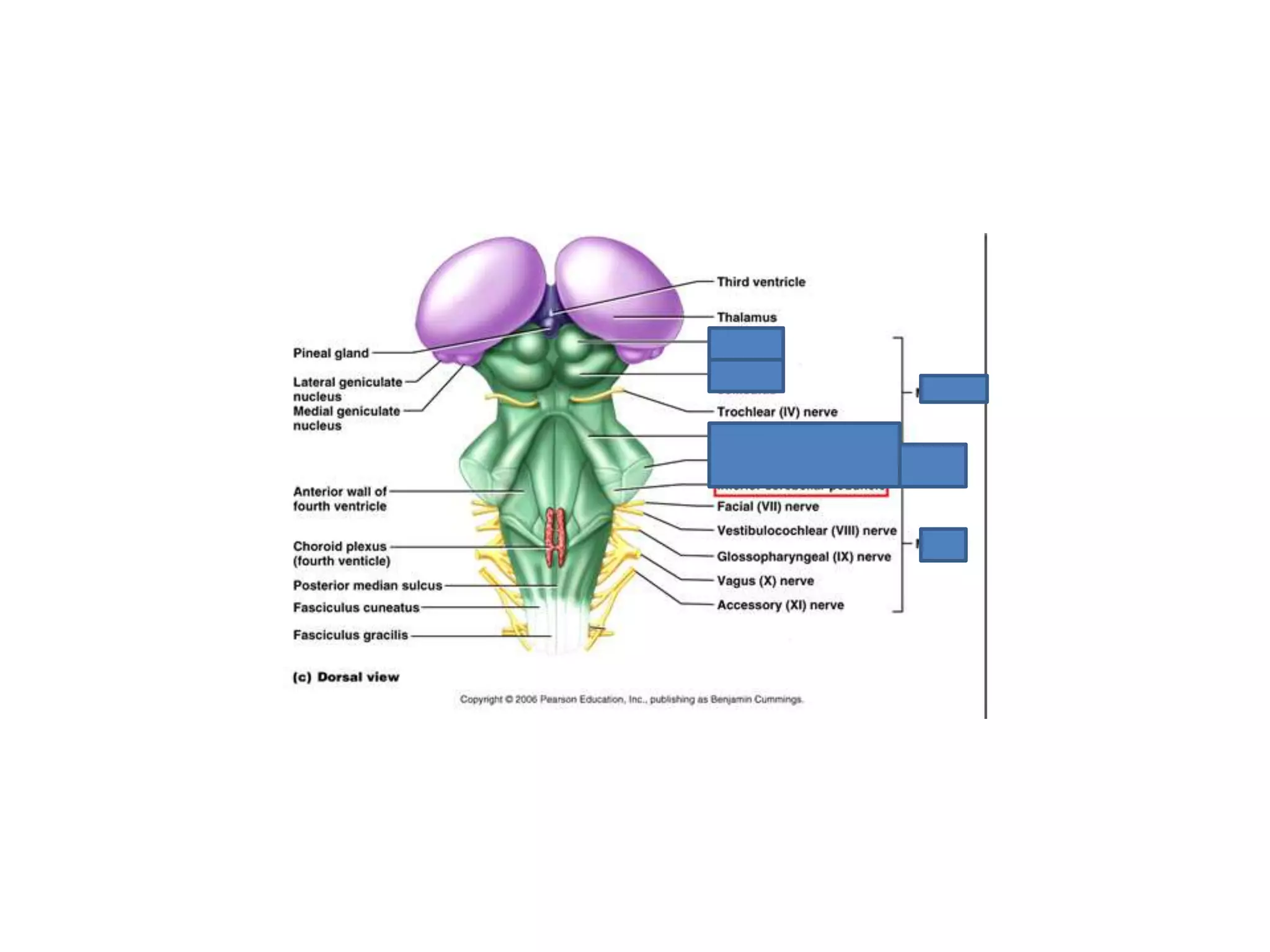 Brain and cranial nerves and Spinal cord and Spinal Nerves | PPT