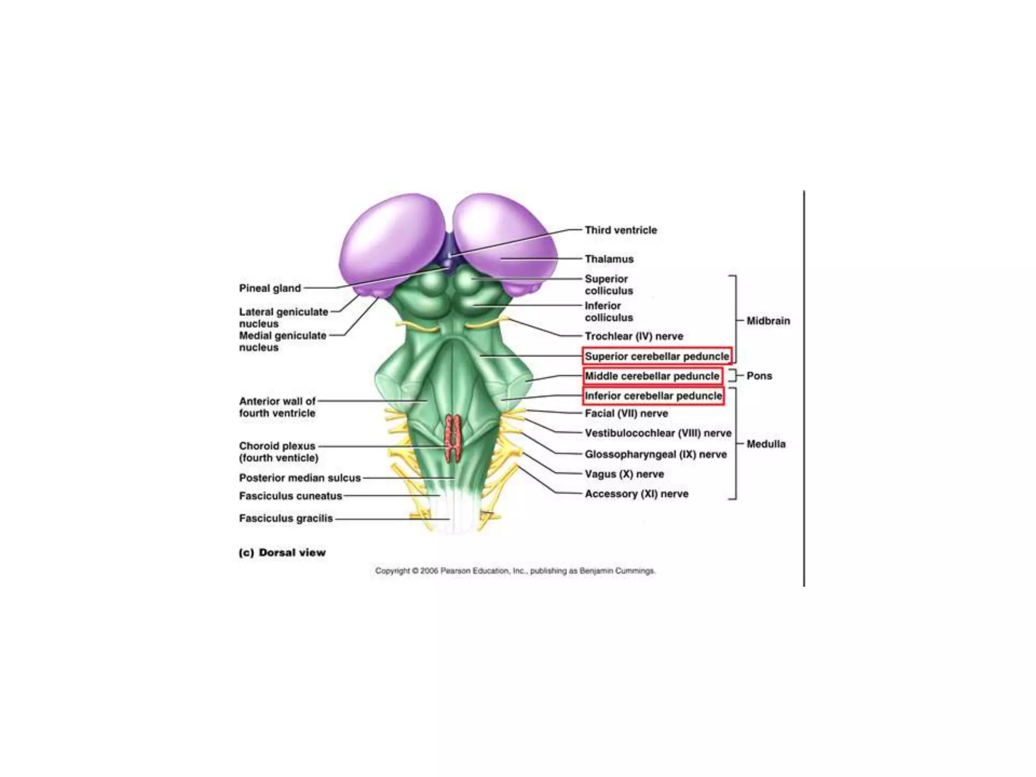 Brain and cranial nerves and Spinal cord and Spinal Nerves | PPT