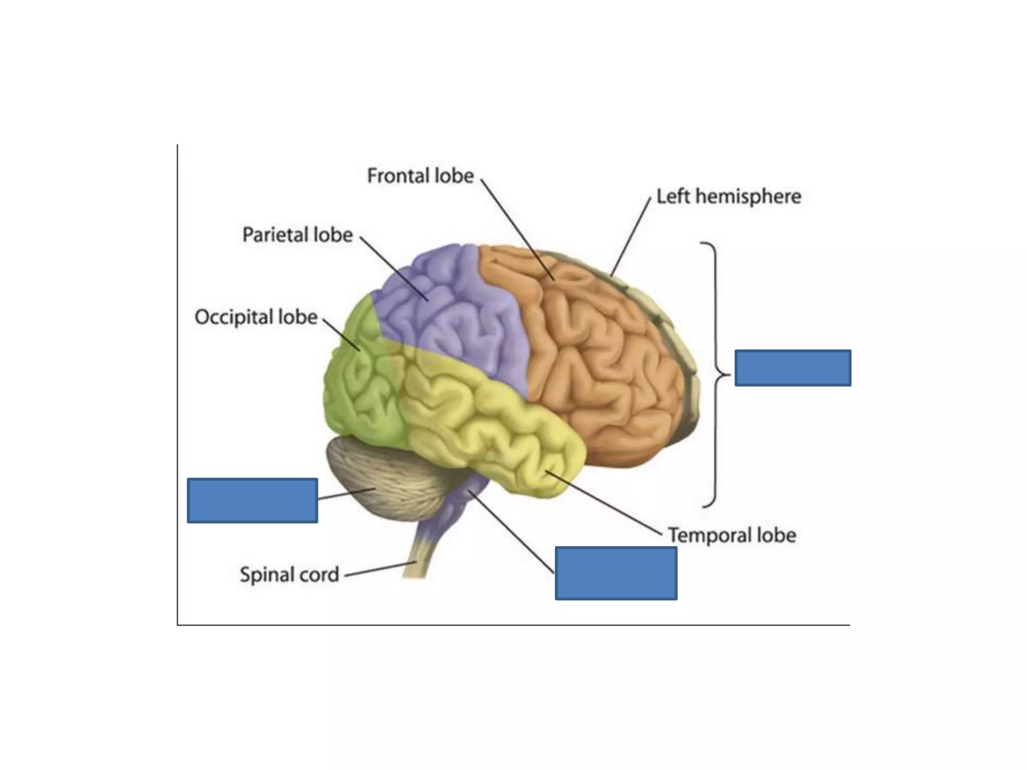 Brain and cranial nerves and Spinal cord and Spinal Nerves | PPT