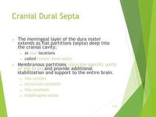 Brain and cranial nerves | PPT
