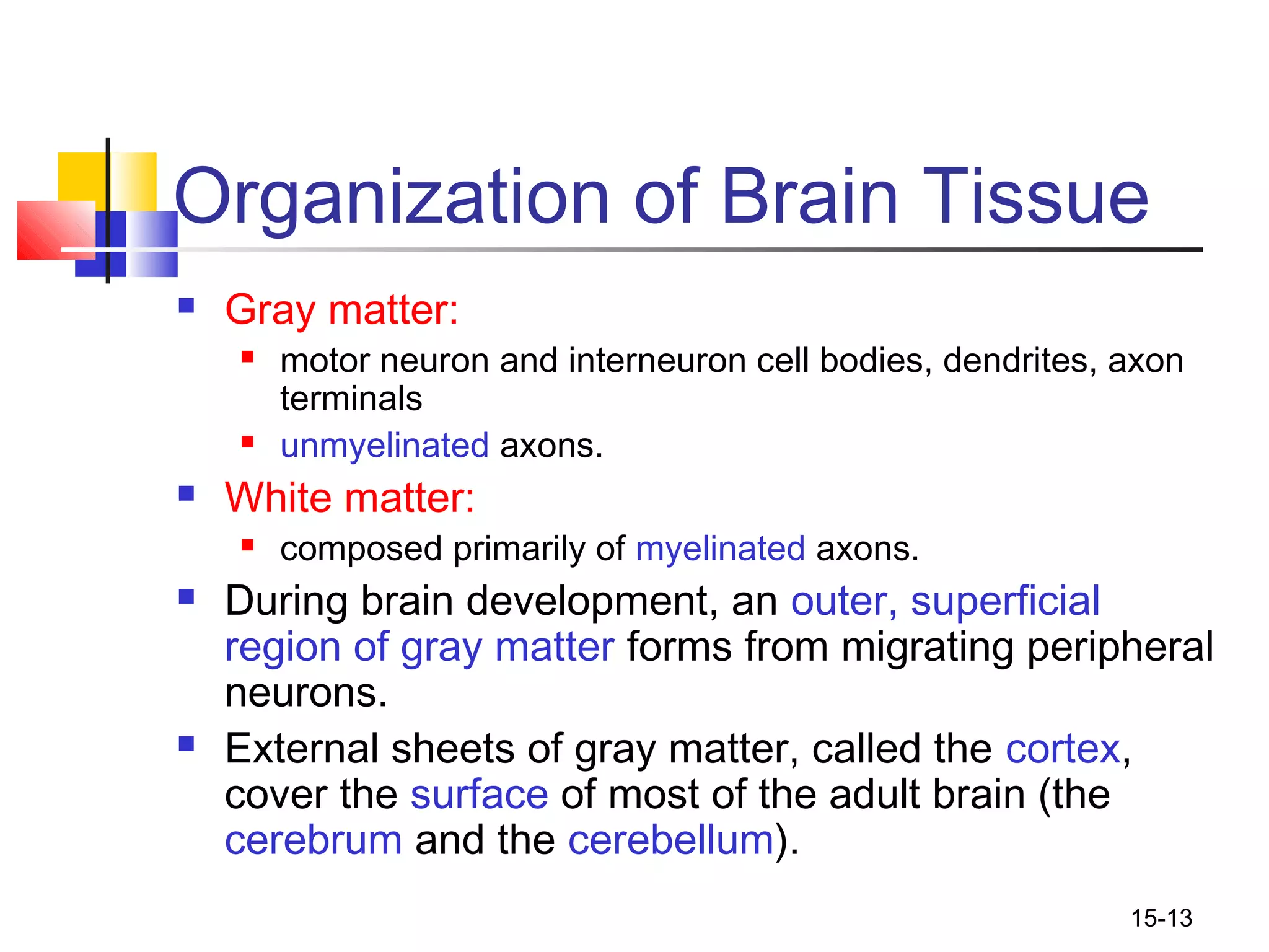 Brain and cranial nerves | PPT
