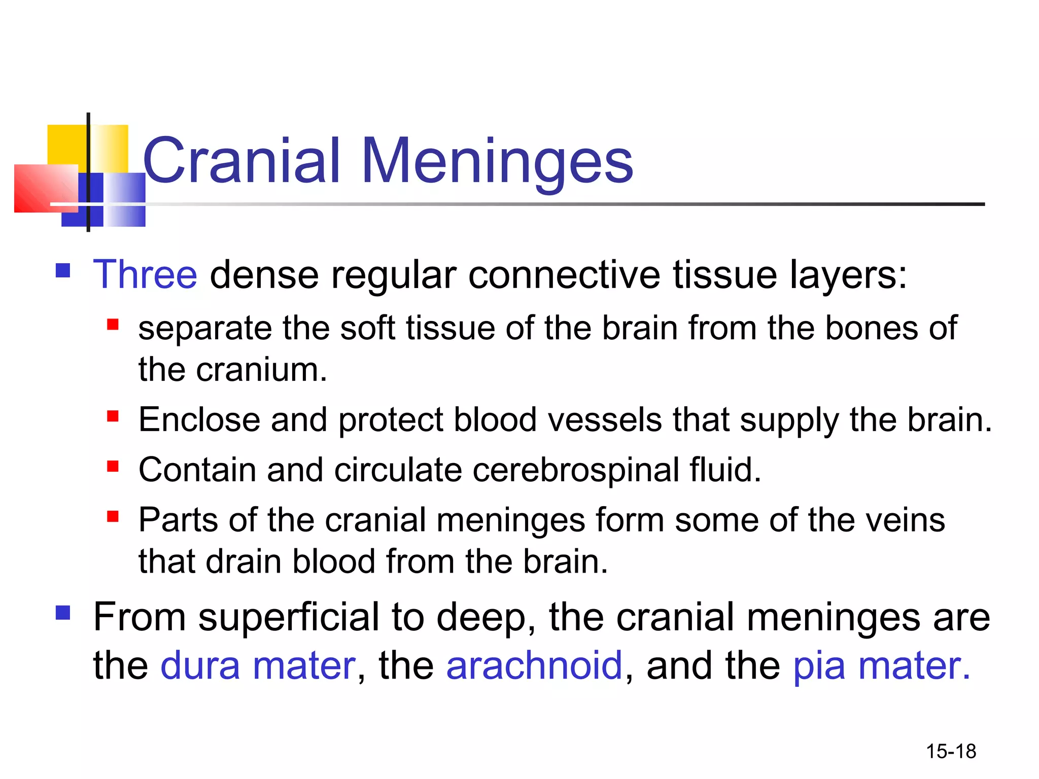 Brain and cranial nerves | PPT