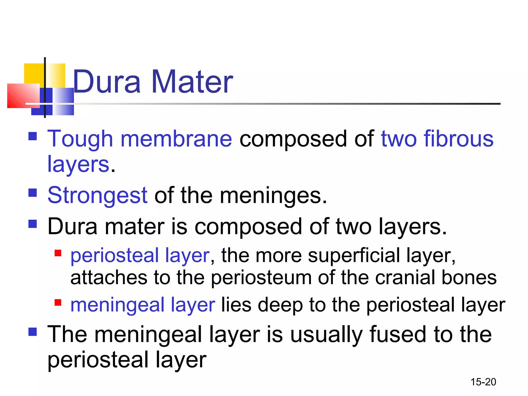 Brain and cranial nerves | PPT