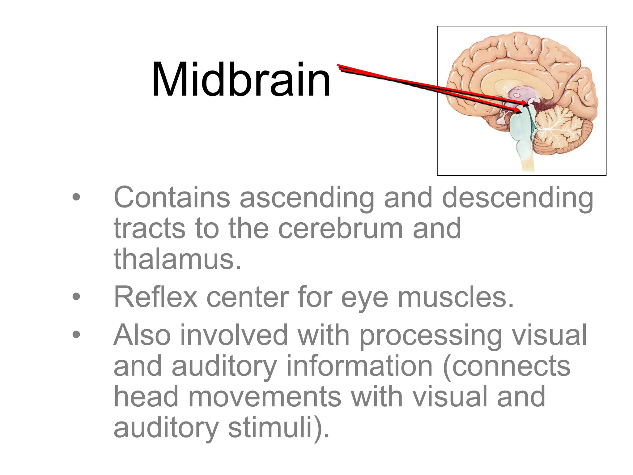 Brain and Cranial Nerves.ppt